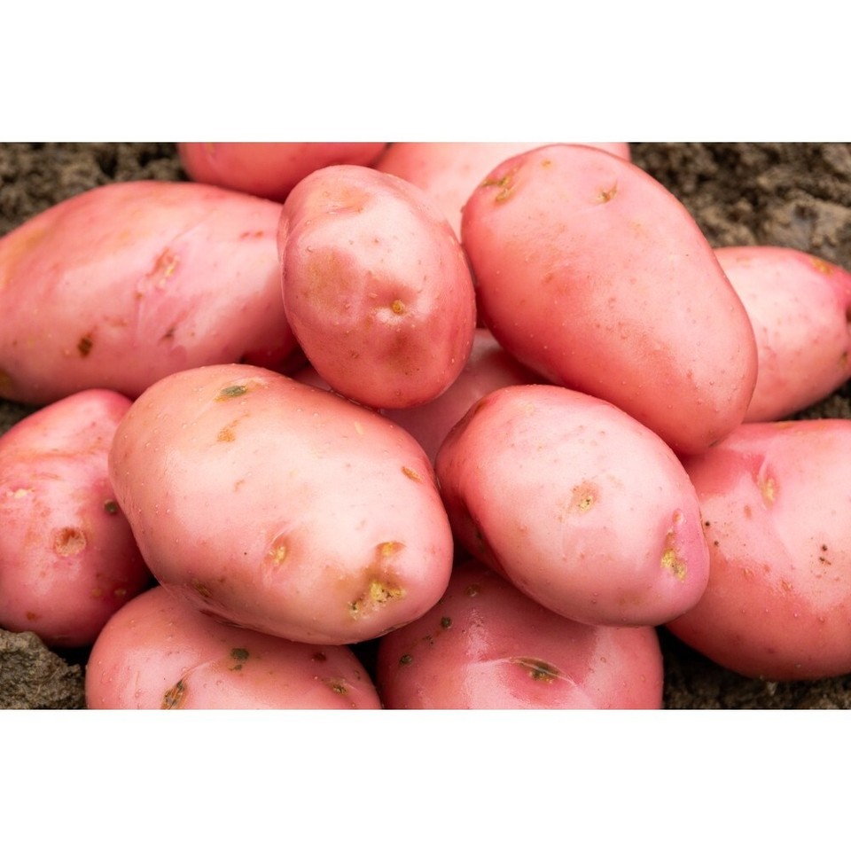 Certified Seed Potatoes -Scottish Basic Seed Potatoes X12 Tubers for ...