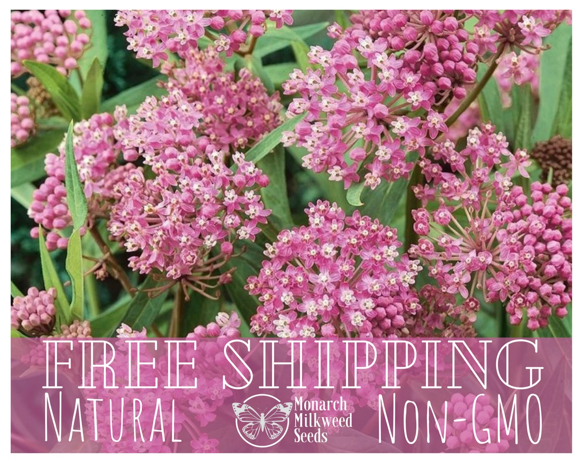 Swamp Milkweed Seeds