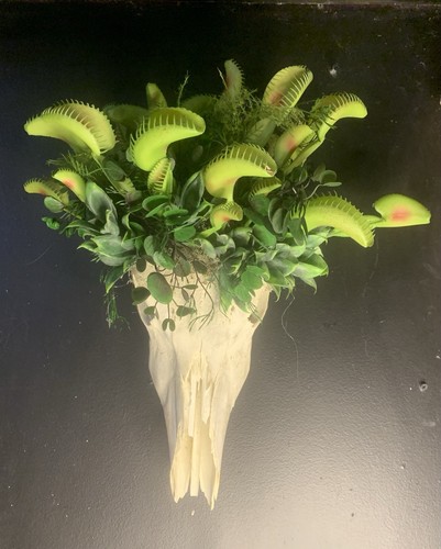 African Nile Lechwe Skull With Venus Flytrap Taxidermy Art Floral Mount ...