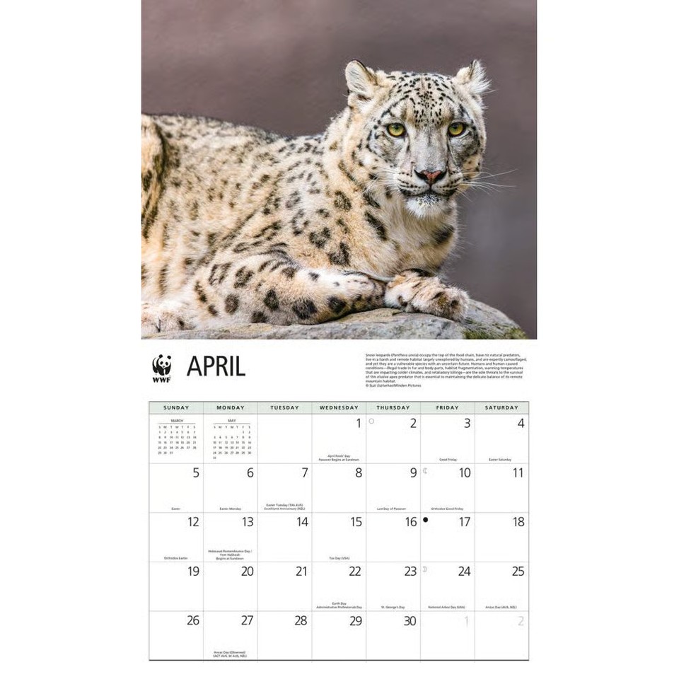 Carousel Calendars, Wild Cats WWF 2026 Wall Calendar, 12'' X 28'', 16 ...