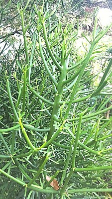 Euphorbia Tirucalli, ( Pencil Tree) Plant | eBay