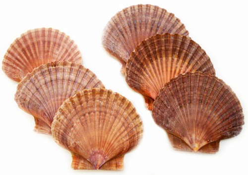 6 Mexican Flat Scallop Shells Seashells Large 3" Crafts Coastal Beach ...
