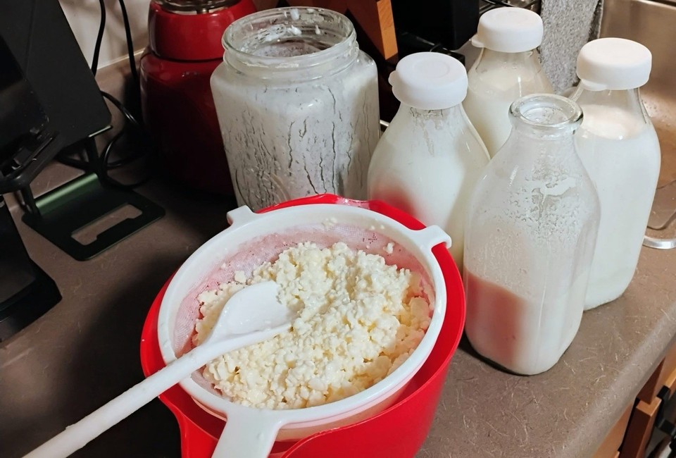 KEFIR GRAINS FROM ORGANIC California PASTEURIZED MILK 10 Grams ( 2 Tsp ...