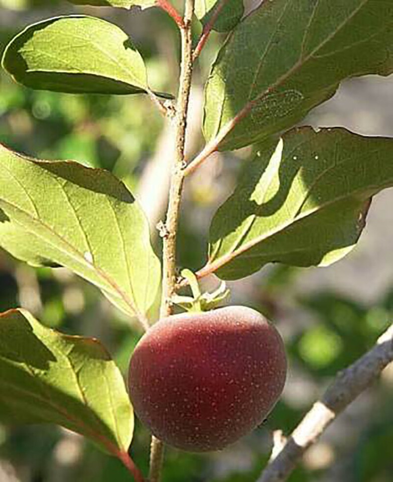 Dovyalis hebecarpa, Ceylon-Barbed Berry, Ceylon Gooseberry - 15 Se eds ...