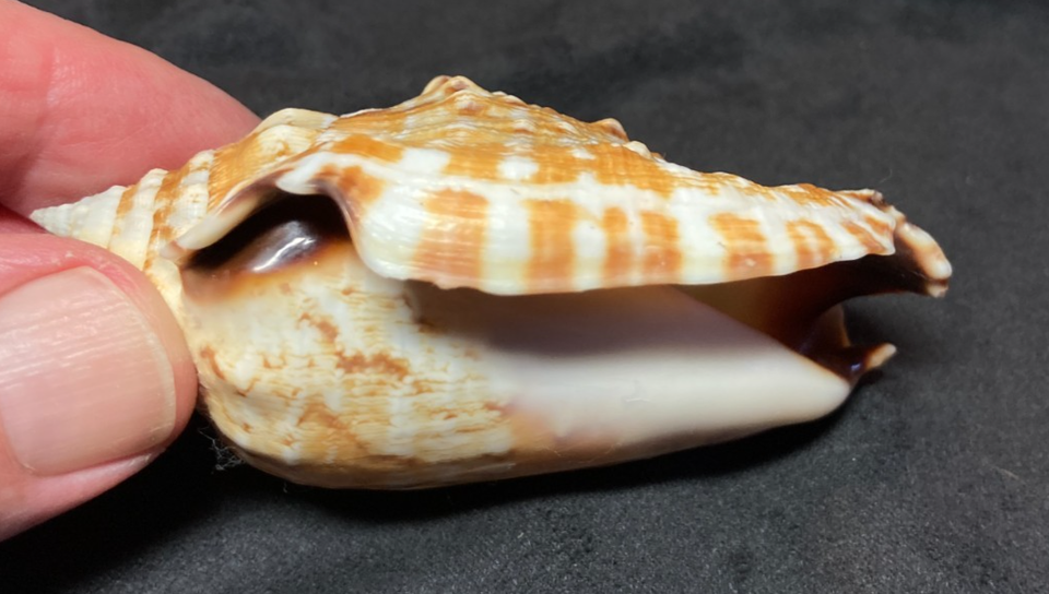 STROMBIDAE Lentigo pipus GIANT 82.5mm Olango Isl. Philippines 2016 ...