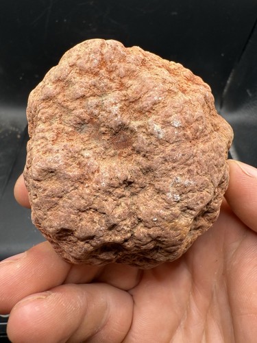 Rare Red Indiana Geode Agatized Fossil Crinoid Calyx Quartz Agate 1,815 ...