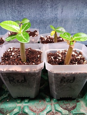 Adenium Aribicum "Kalamae" Black/Red Skin | eBay