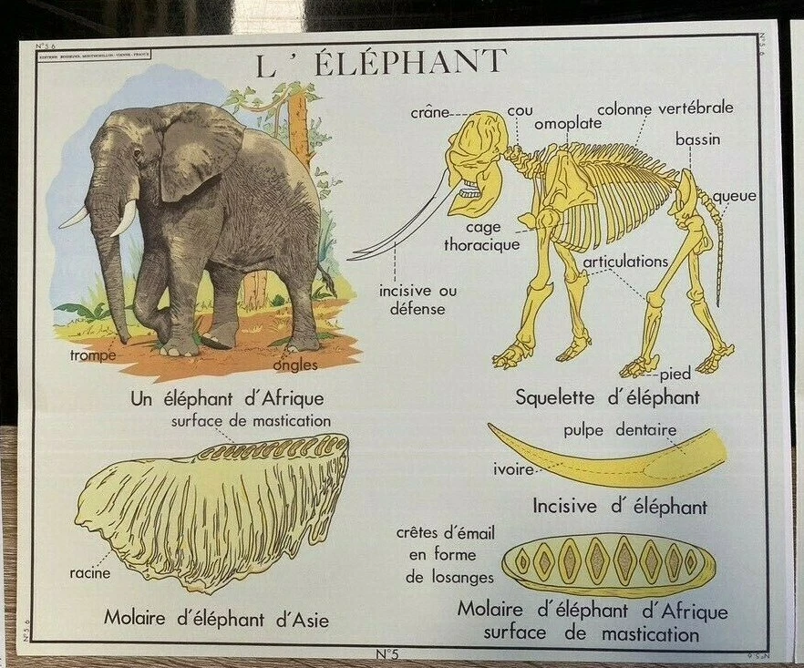 Elephant Skeleton Labeled