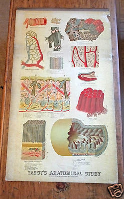 Other - Medical Chart