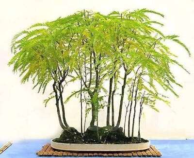 Honey Locust seeds Thornless Gleditsia triacanthos Great Bonsai Fall ...