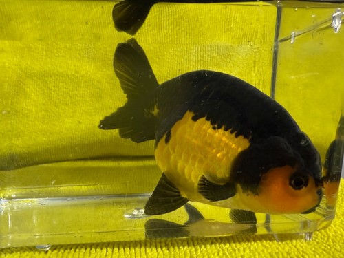 Top-Quality Black/Orange Ranchu Goldfish/ OVER 4 inches | eBay