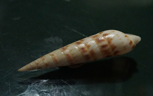 Terebra Chlorata 72 mm F+++/gem "DARK color collectible specimen WOW!!! | eBay