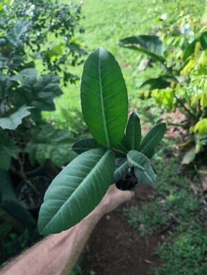 RARE Fruit Tree ~ XL Seedling ~ Imbe / Africa Mangosteen ~ Garcinia ...