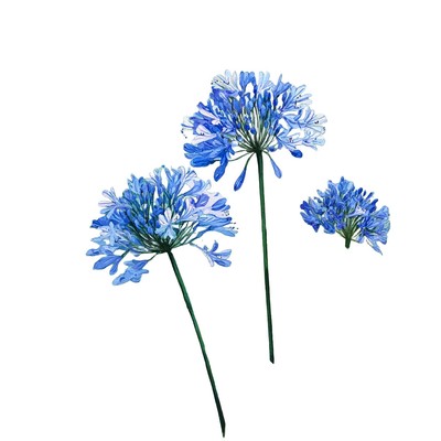 Agapanthus In Garden Vinyl Car Decal Sticker – Waterproof & UV ...