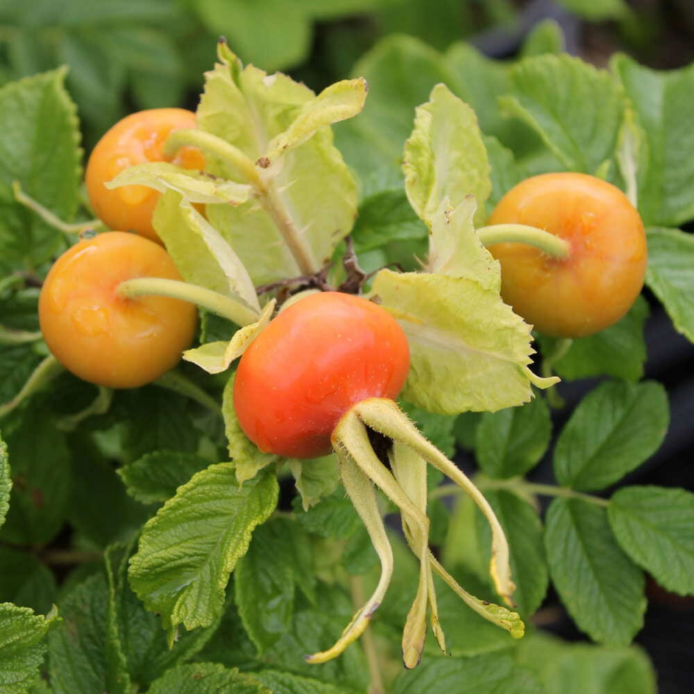 Rosa rugosa Alba 'White Ramanus Rose' Bare Root Hedge Green Hedging ...