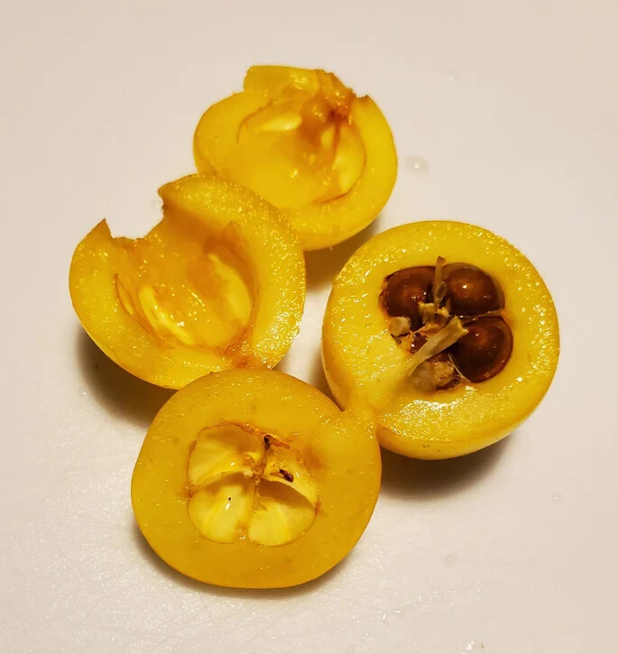 Rare 'Vista White' Scion Wood, no roots- Giant Loquat fruit- 2cuttings ...