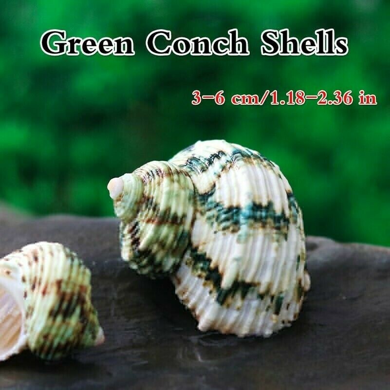 Green Conch Shells Natural Seashells Aquarium Fish Tank Decoration Home ...