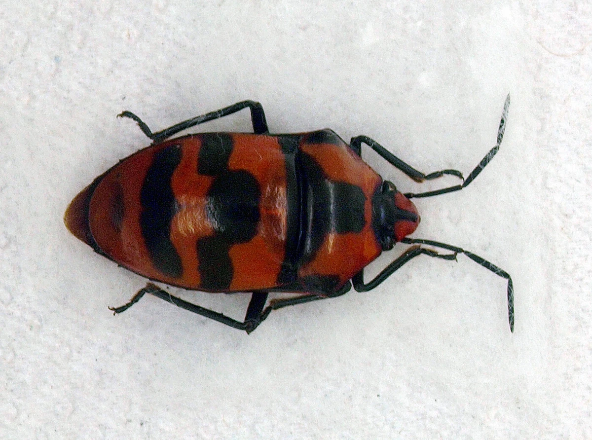 Hemiptera Pentatomidae