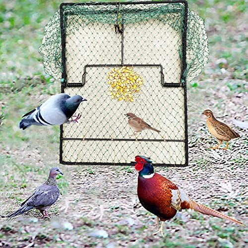 Pigeon Bird Trap Trapping Hunting Quail Cage Sparrow Spring Starling ...