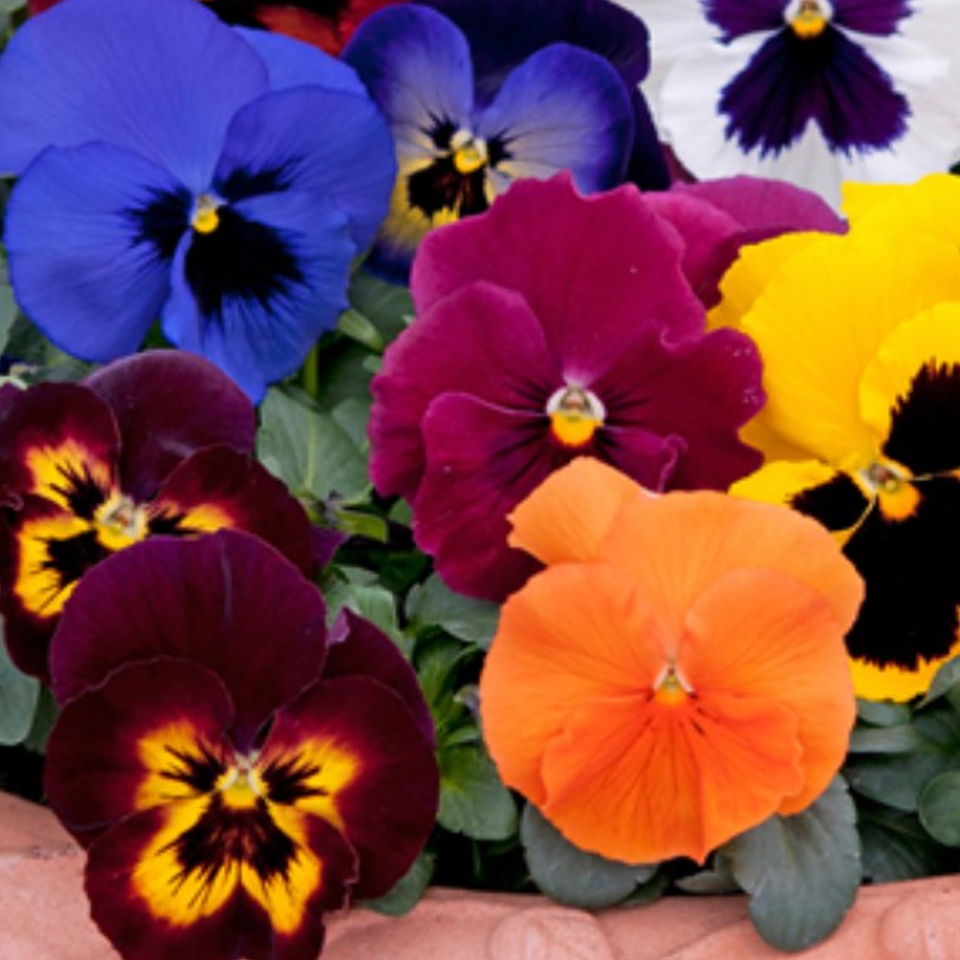Pansy Autumn Select Mix | Garden Ready Bedding Plants for Pots ...