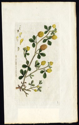 Antique Botany Print-HOP TREFOIL-TRIFOLIUM-Smith-Sowerby-1809 | eBay