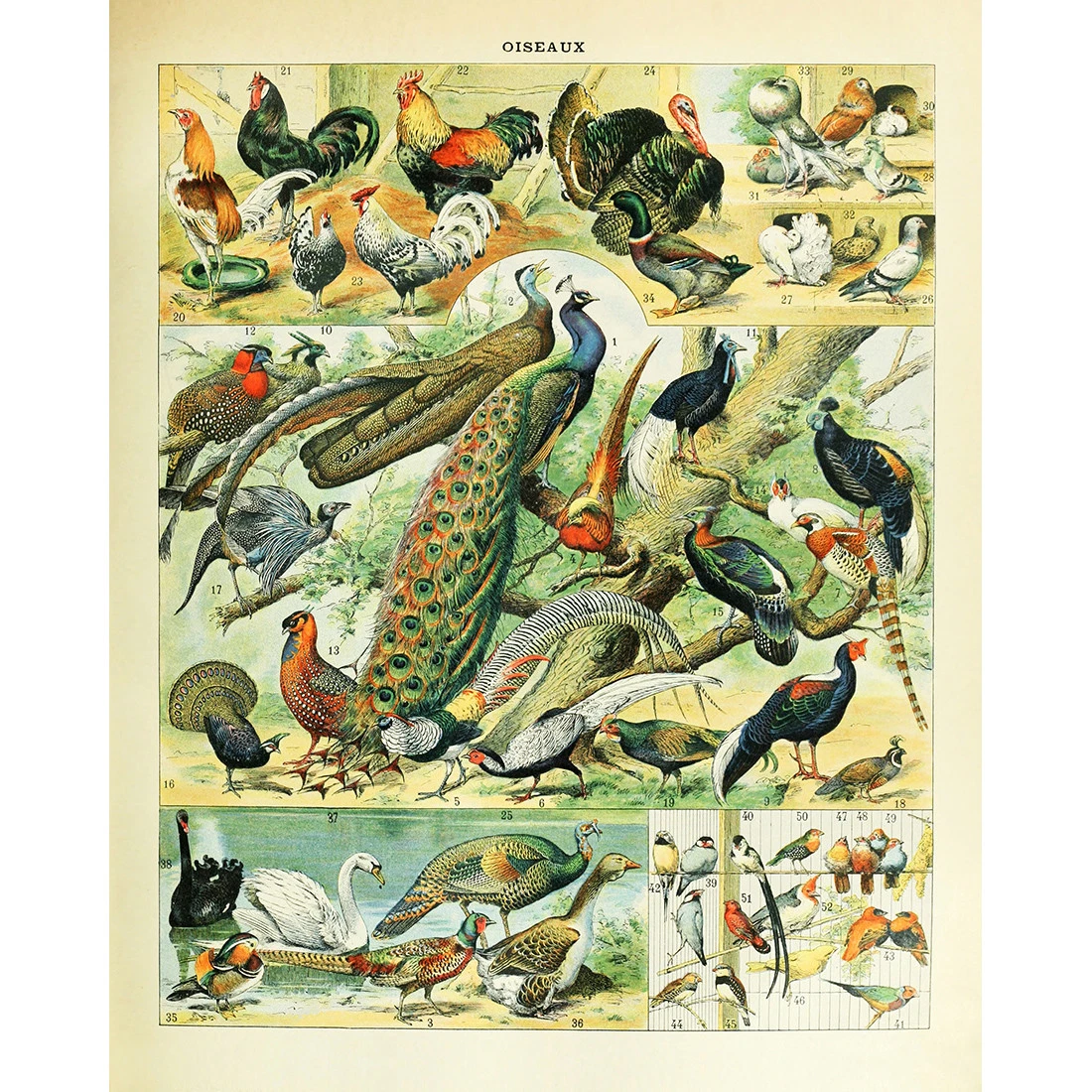 Vintage Biology Posters