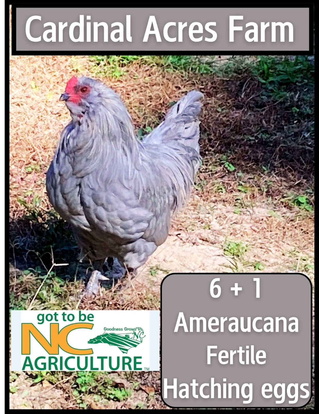 6+1 Ameraucana Fertile Hatching Eggs, Lavender/Splash from Cardinal Acres Farm | eBay