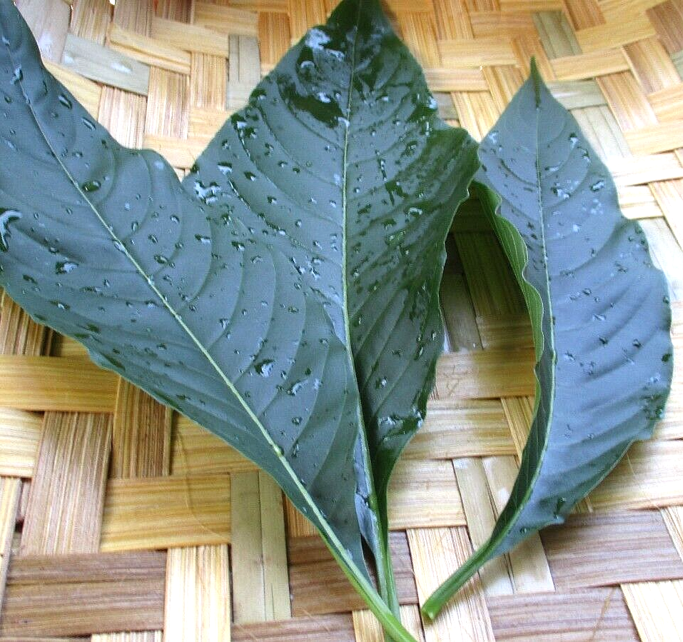 Herbal Pawatta Justicia Adhatoda Dried Leaves 100% Organic & Pure ...