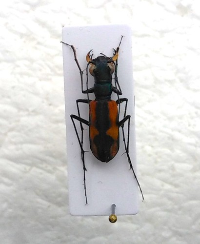 Collectible Cicindela Cicindelidae Calochroa laurae extended markings ...