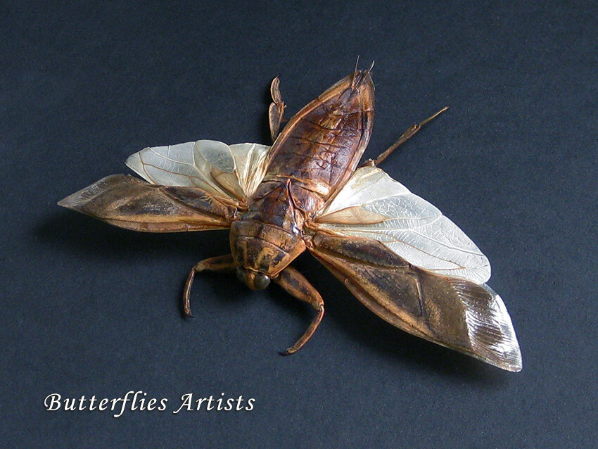 Flying Water Bugs How A Giant Water Bug Reached The Island Of Cyprus