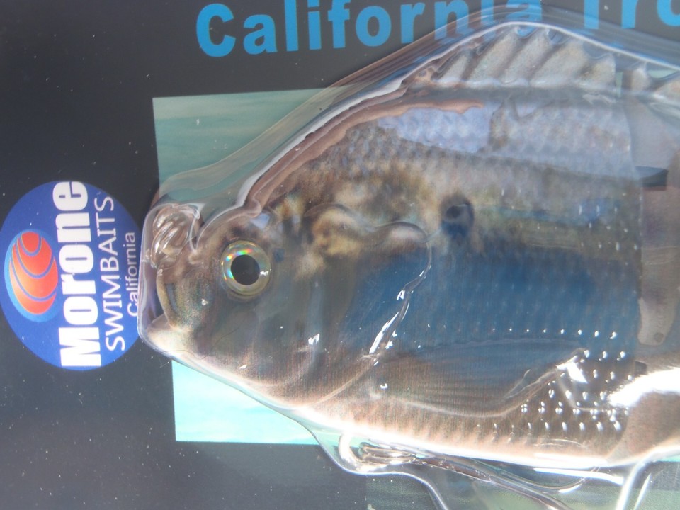 Blue Gill Swimbaits 2 Morone Baby Gill Morning Rapture Swimbait fishing ...