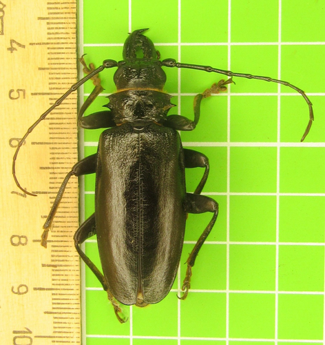 Anthracocentrus rugiceps / A2 /55 mm / male / SUPER RARE!!/Pakistan | eBay