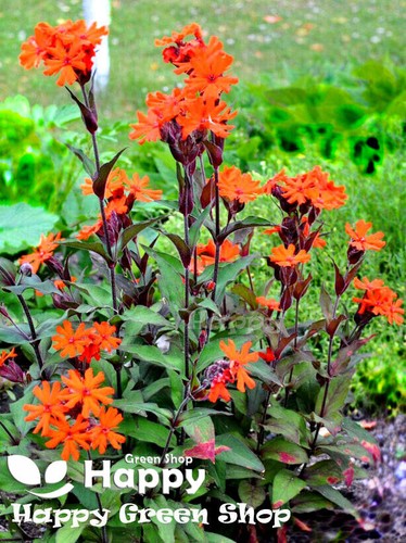 LYCHNIS FLOWER ARKWRIGHT S CAMPION - 250 SEEDS - Lychnis Arkwrightii ...