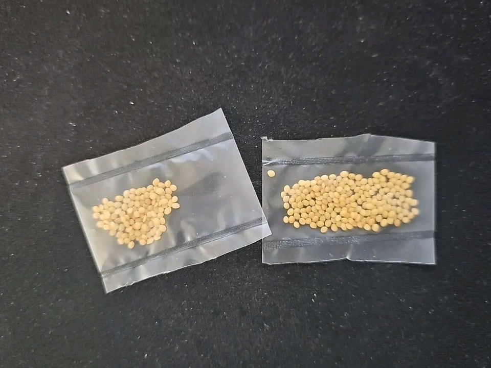 250+ Giant Poha Berry Seeds | Physalis Peruviana Golden Ground Cherry ...