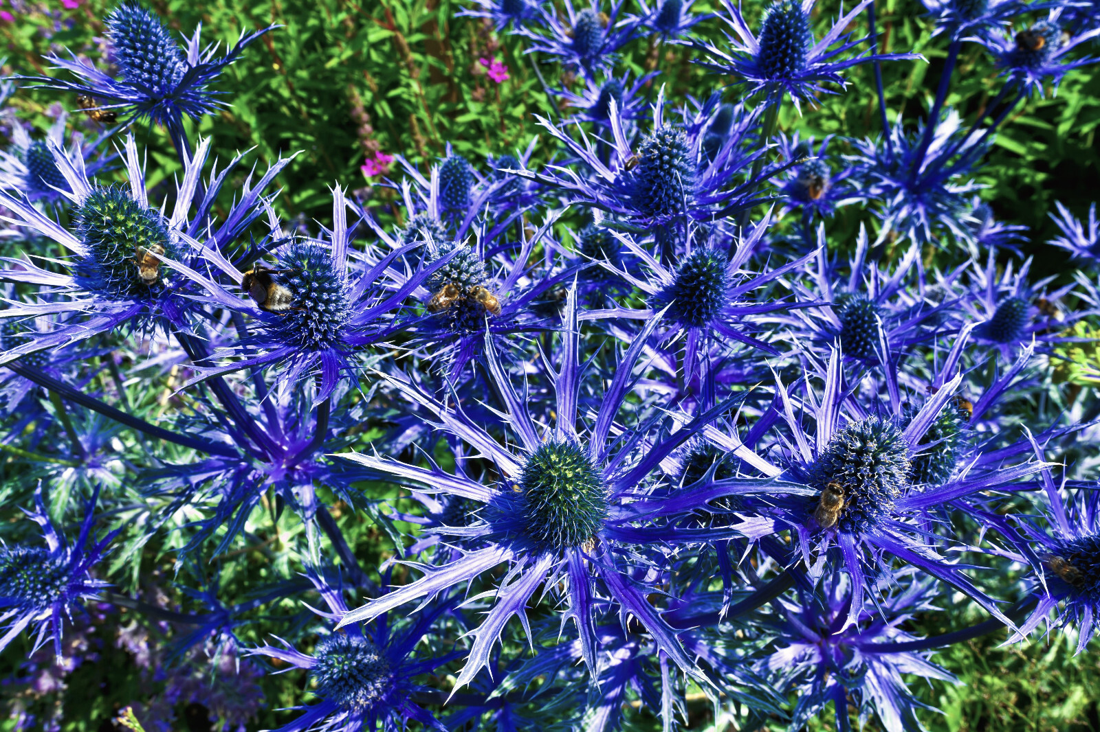 25 BLUE STAR SEA HOLLY Eryngium Flower Seeds *Flat S/H | eBay