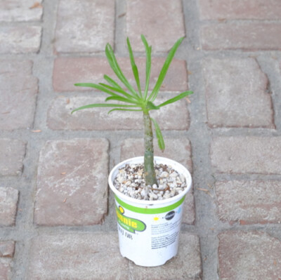 Tylecodon paniculatus variety dinterii Tree Plant Bonsai Cactus ...