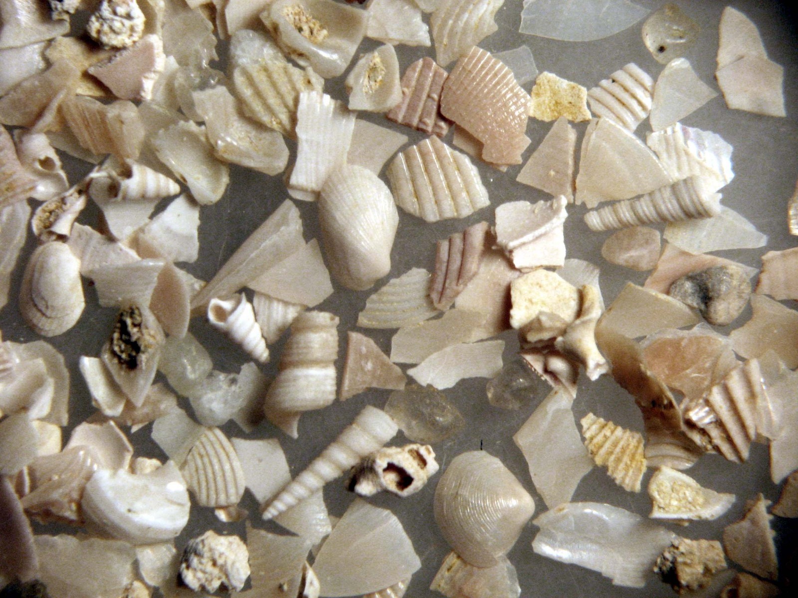 Introduction to Micro fossils teacher kit ~30 students microscope ...