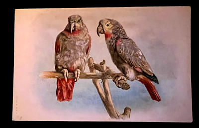 Parrot BIRDS on Perch ~Antique Bird Greeting Postcard~d363 | eBay
