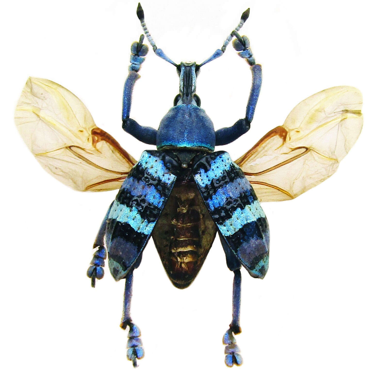 Eupholus magnificus weevil blue green beetle Indonesia WINGS SPREAD | eBay