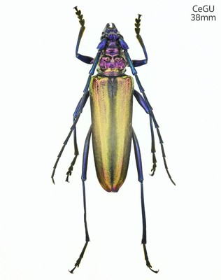 CeGU Cerambycidae Aphrodisium sp Yunnan Yuxi 38mm | eBay