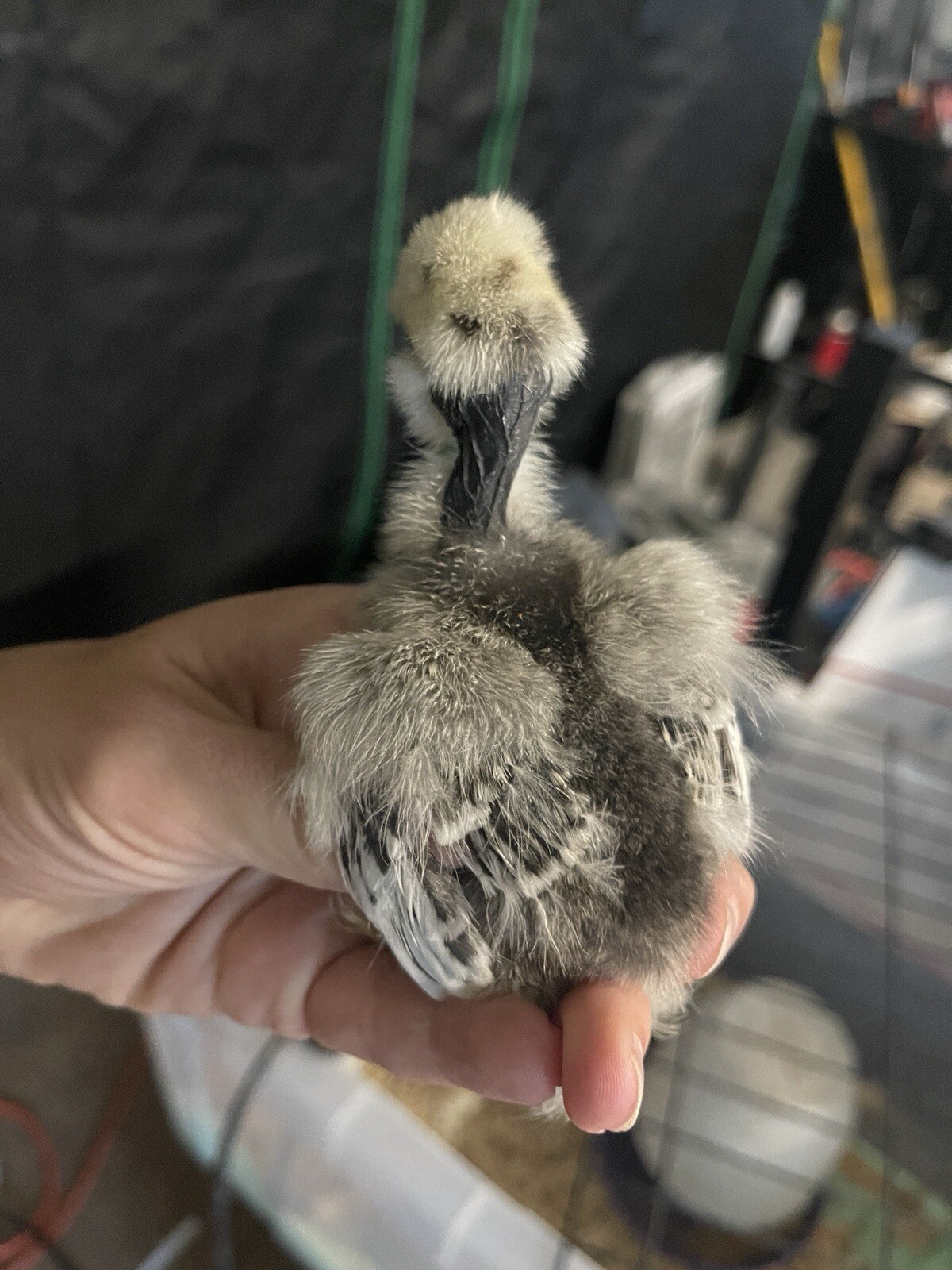 12+ Silver Pencil Laced Silkie/Satin Hatching Eggs Hens Satin/Frizzle ...