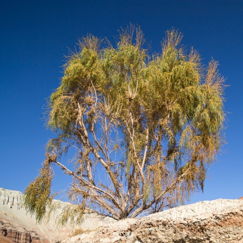 Saxaul zaisansky 20 PCS fresh seeds, Haloxylon ammodendron organic ...