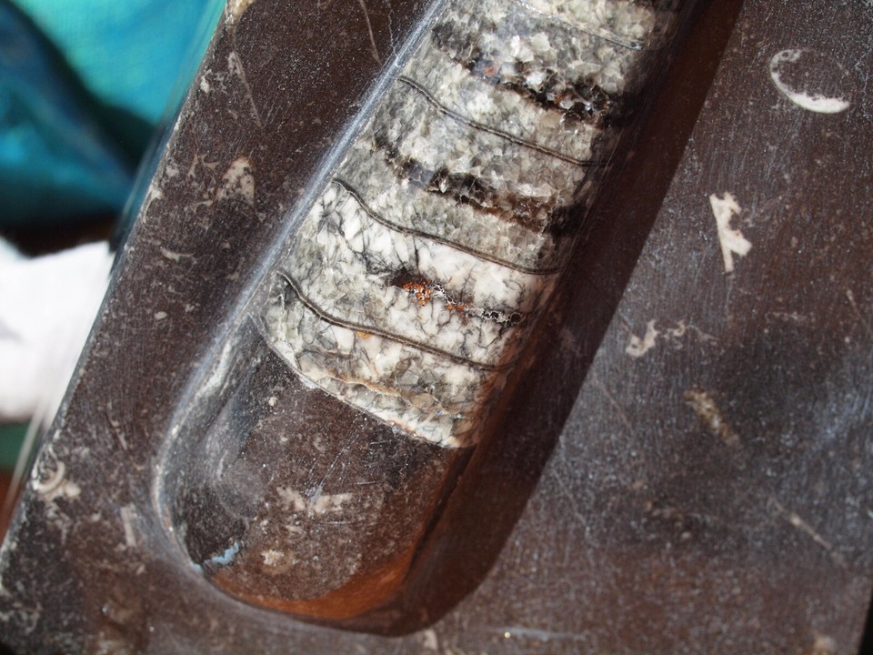 XL Orthoceras and Ammonite Fossil Display Book Ends 40 Mil Yrs | eBay