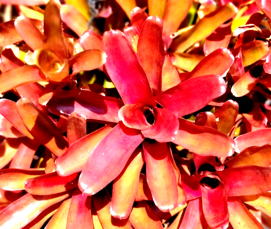 🌟5+ Bromeliad Cluster Miniature Neoregelia Fireball 5+ Plants Free ...