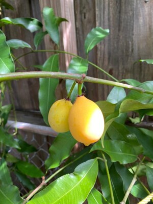 Achacha small fruit tree seedling Garcinia Humilis achachairú | eBay
