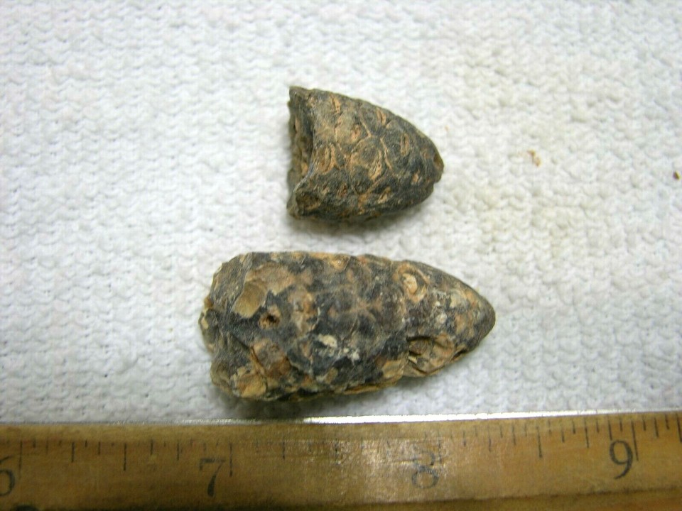 Petrified Silicified fossil Pine Cones Eocene Epoch Northern Sahara desert P83 | eBay