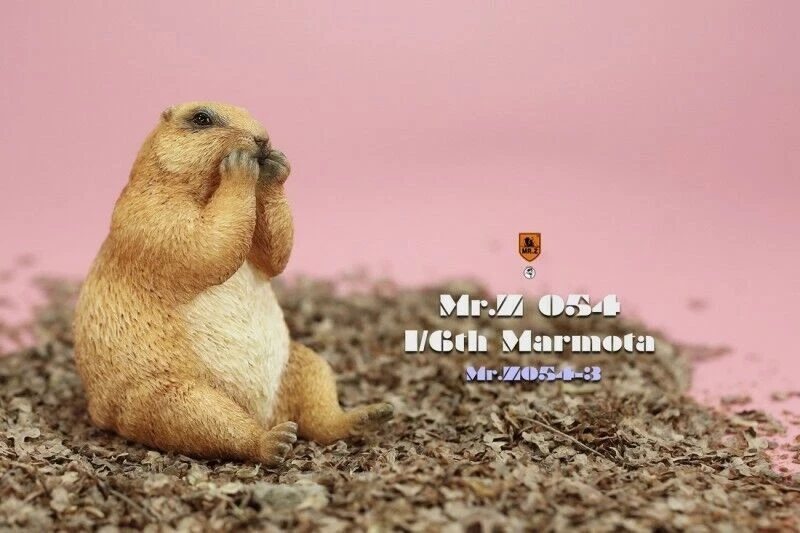 Cute Baby Marmot
