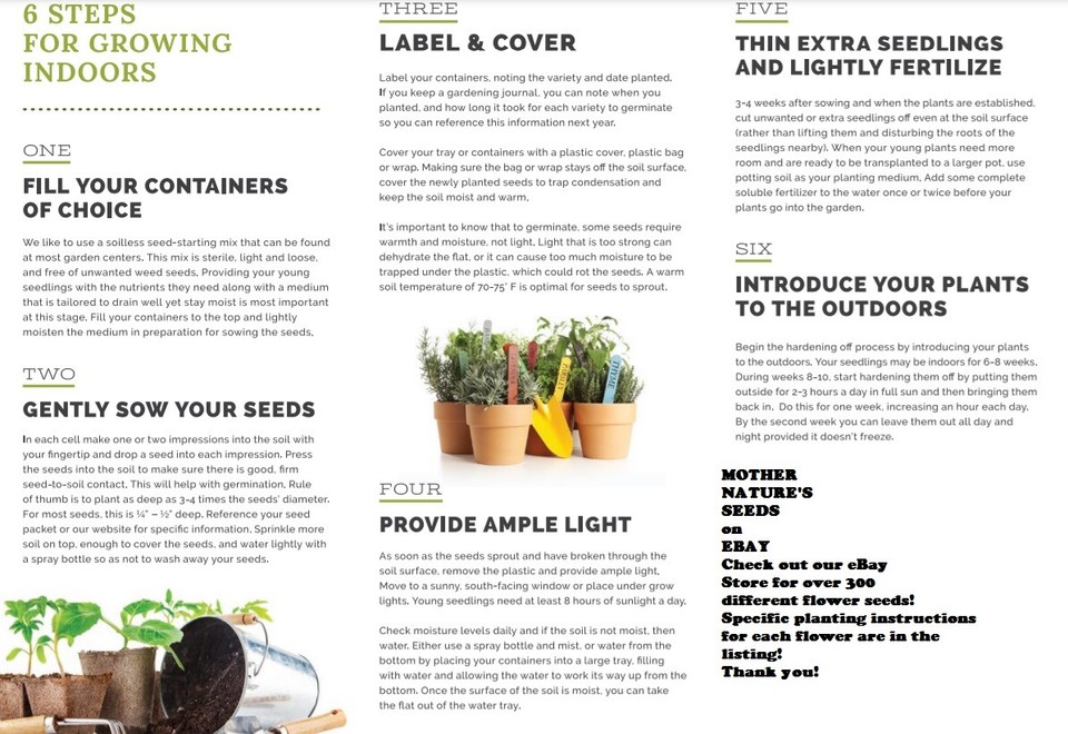 Sunflower MEXICAN TORCH Bees, Butterflies, Hummingbirds USA Non-GMO 100 ...