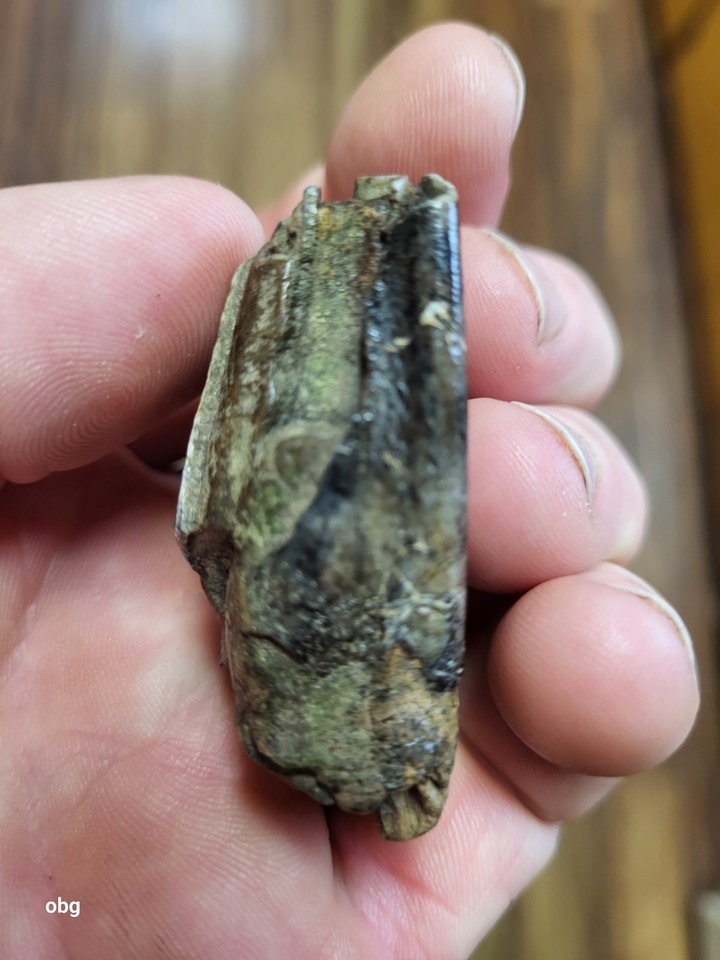 Historic bison tooth with faded vivianite permineralization buffalo sub ...
