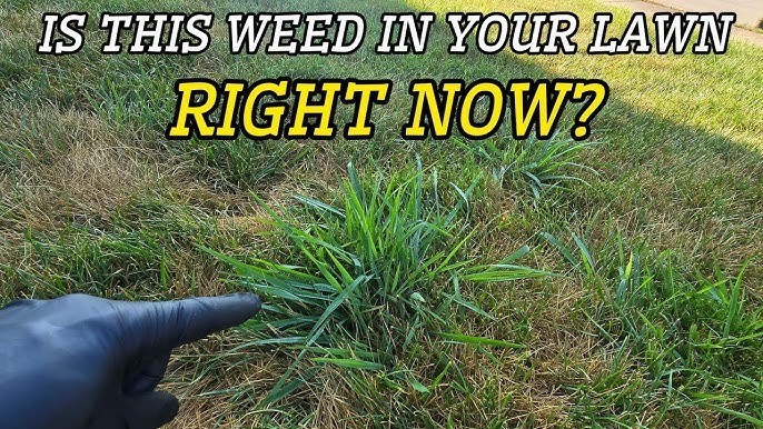 MSMA Target 6 Plus Post-Emergent Herbicide Concentrate , Weed Killer ...